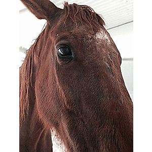 Big Mare | Horse Wound Lotion | Anti Bacterial/Anti Fungal | Healing, Soothing & Penetrating Formula | 8 oz Bottle