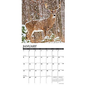 Whitetail Monarchs 2023 Wall Calendar