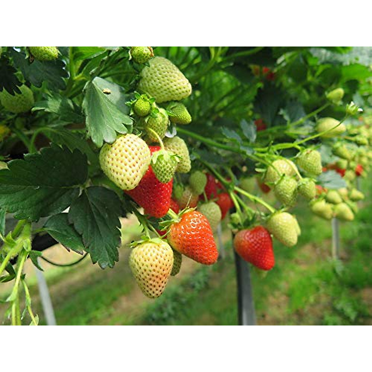 Red Strawberry Climbing Strawberry Fruit Plant Seeds Home Garden New 300 pcs