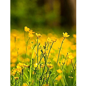 Western Buttercup Long Blooming Field Flower Seeds, 1000+ Seeds Per Packet, (Isla's Garden Seeds), Non GMO & Heirloom, Scientific Name: Ranunculus occidentalis, Great Home Garden Gift