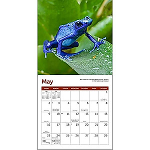 Frogs Mini Wall Calendar 2021, 7" x 7"
