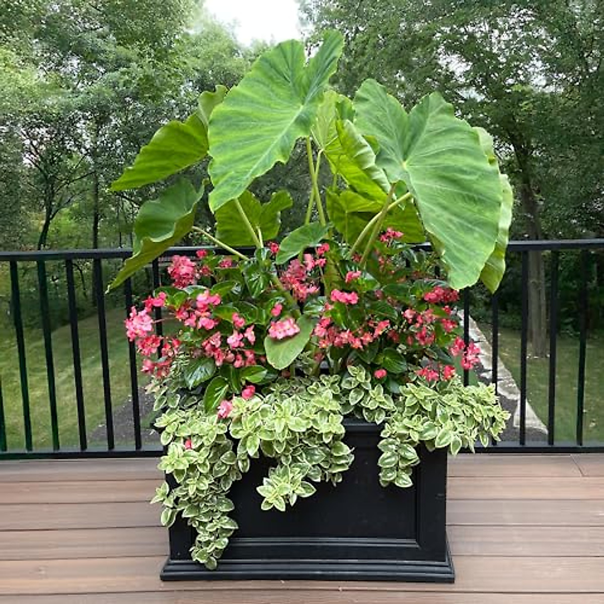 Mayne Fairfield 20in x 36in Rectangle Planter - Black - 36in L x 20in W x 20in H - with Built-In Water Reservoir (5826-B)