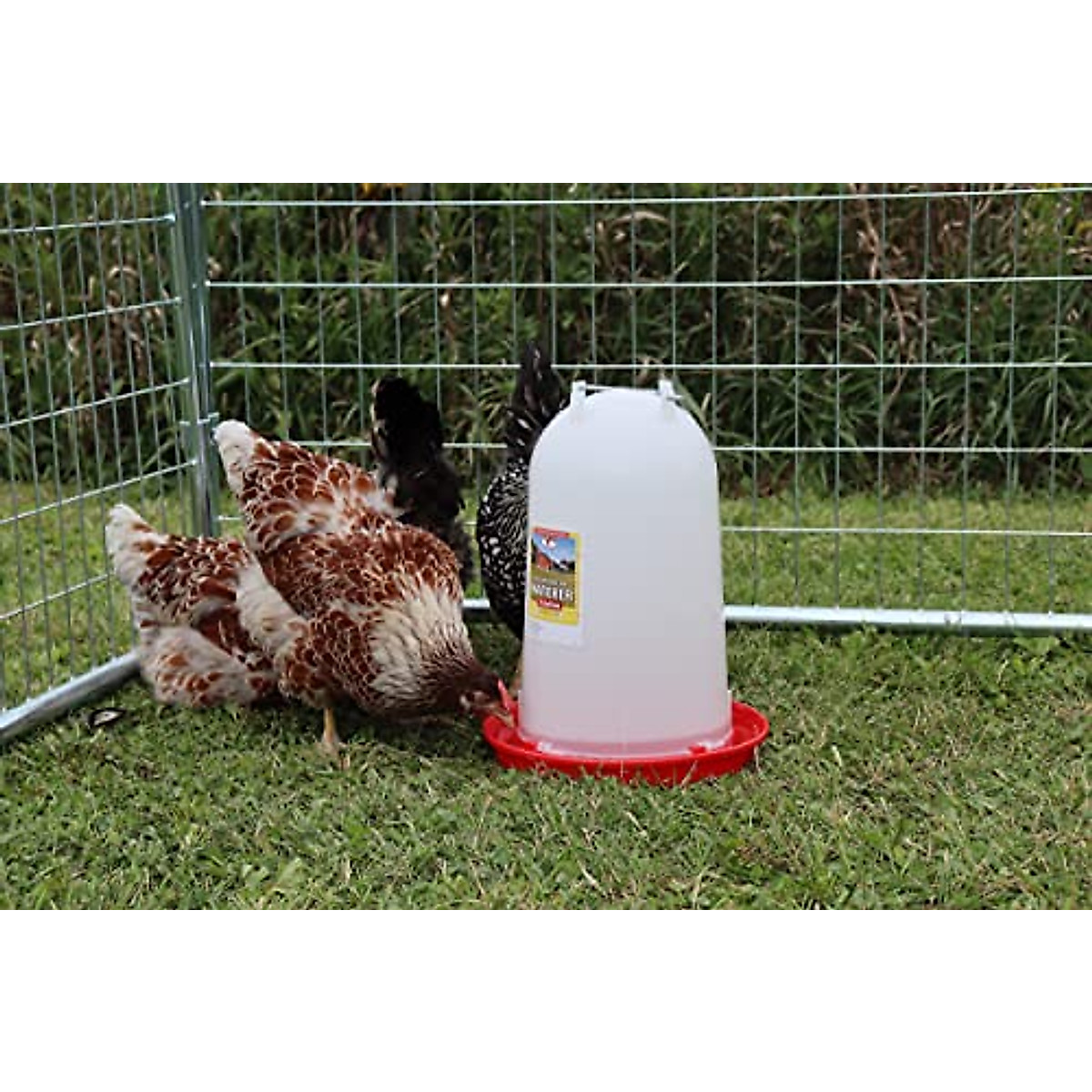 Plastic Poultry Drinker (3 Gallon) - Little Giant - Heavy Duty Plastic Gravity Fed Water Container Jar (Red) (Item No. 7906)