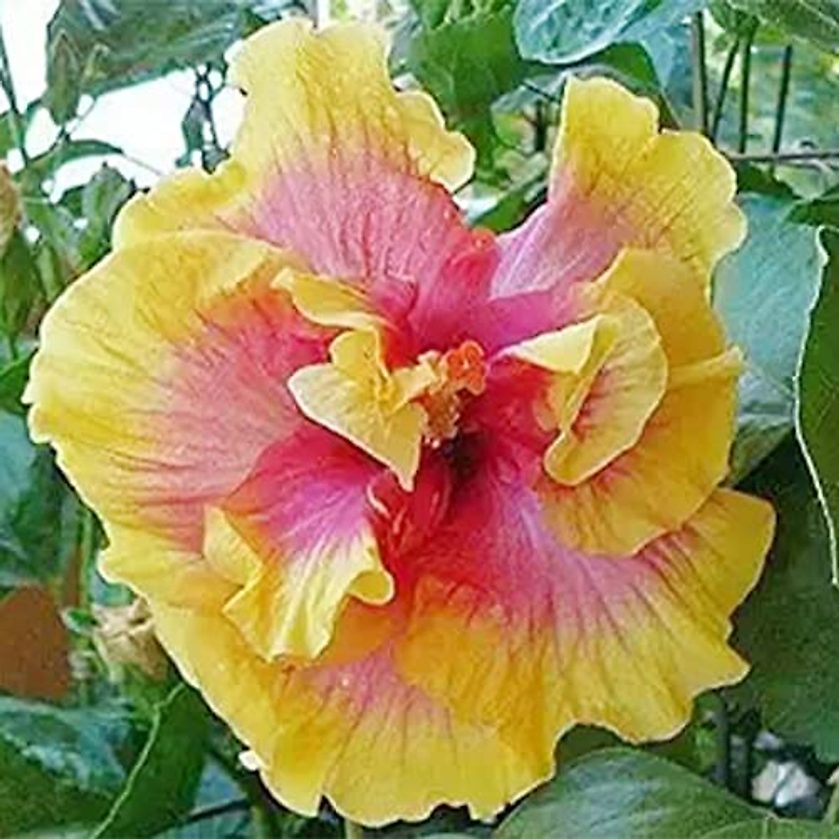 QAUZUY GARDEN 10 Seeds Double Pink Yellow Hibiscus Seeds for Planting- Hardy Exotic Perennial Garden Flower Seeds-Easy to Grow & Maintain