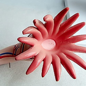 JUJNE Uterine Anatomy Model Ovarian Enlargement Model Skin and Genitourinary System Anatomical Educational Aid & Educational Materials for School