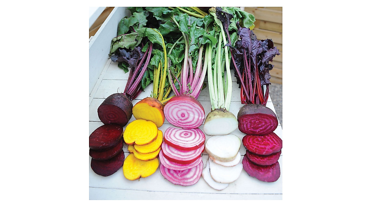 Rainbow Beet Seed Mix - 1,500+ Non-GMO Heirloom Seeds