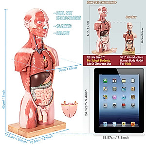 EVOTECH 2025 New Human Body Deluxe Musculature Model, 16 Pcs Removable 17 inch Human Torso Anatomy Model with Heart Head Skull Brain Skeleton Model for Medical Student, Lab & Classroom Use