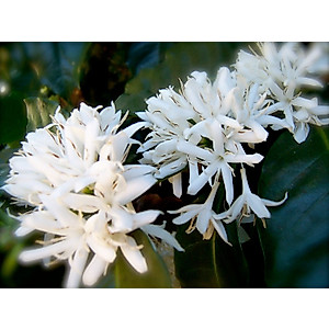 Fleur de Cafe Mountain Blossom Eau de Toilette 50 ml