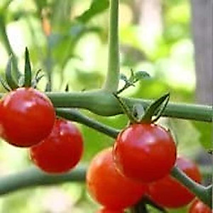 Small Red Cherry Tomato Seeds, 500 Heirloom Seeds Per Packet, (Isla's Garden Seeds), Non GMO Seeds, Botanical Name: Solanum lycopersicum