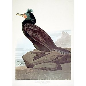 Double-crested Cormorant. From"The Birds of America" (Amsterdam Edition)