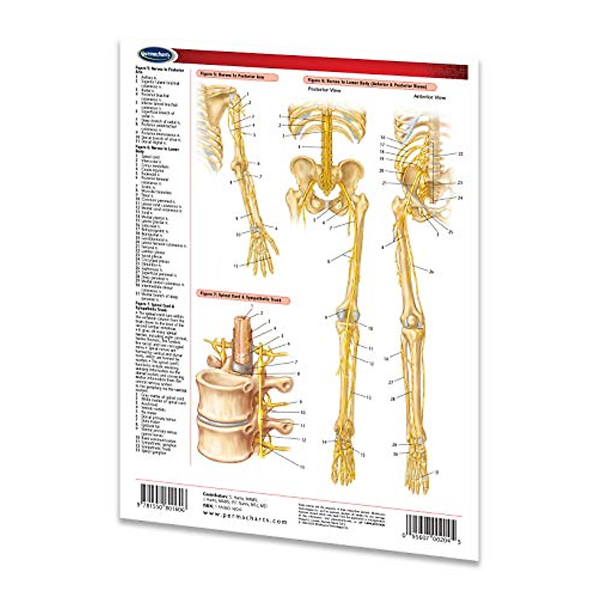 Nervous System Guide - 8.5" x 11" Laminated Medical Quick Reference Guide by Permacharts