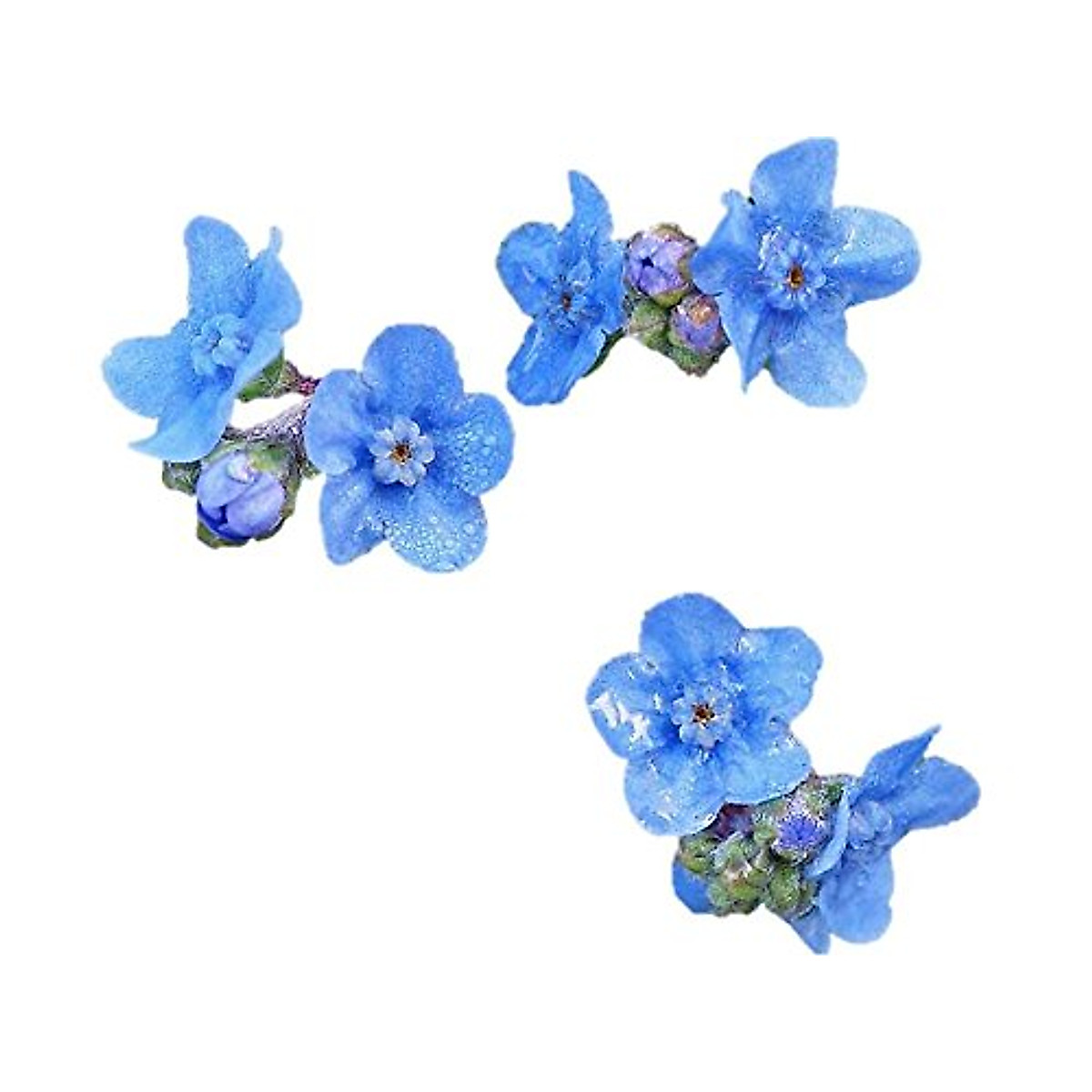 Chinese Forget-Me-Not 100 Seeds Beautiful Blue Bedding & Border Flower 64 Zellajake Farm and Garden has a Huge Selection of Wildflower Seed Varieties.