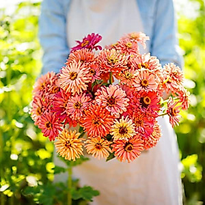 Zinnia Seeds - Cactus Pink Shades - Packet - Pink Flower Seeds, Open Pollinated Seed Attracts Bees, Attracts Butterflies, Attracts Hummingbirds, Attracts Pollinators, Easy to Grow & Maintain, Fast