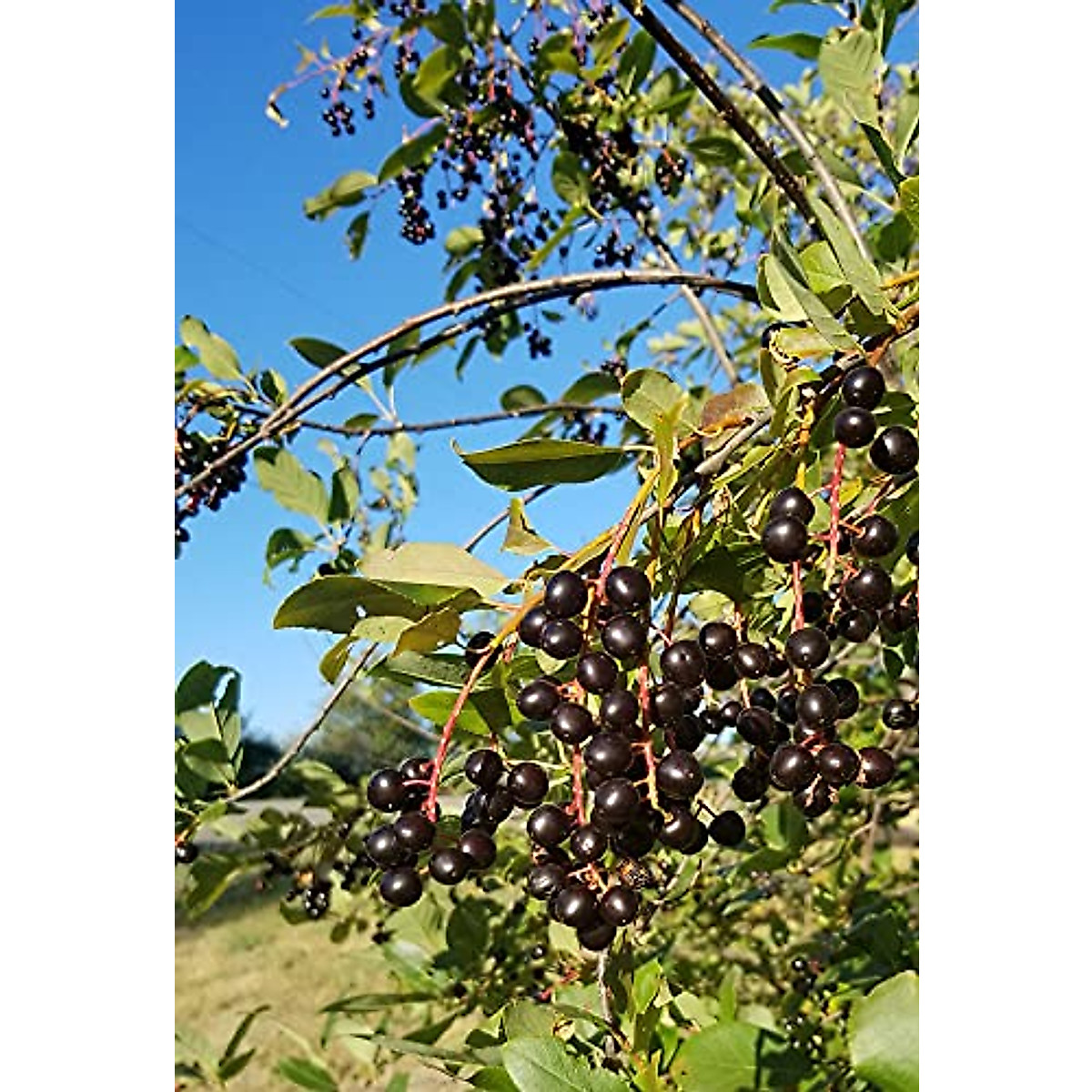 Chokecherry Seeds for Planting - 30 Seeds - Great for Jam or Syrup (Edible, Fall Color, Hardy)