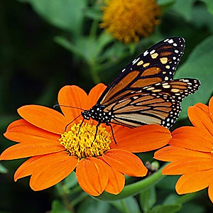 Outsidepride Orange Tithonia Mexican Sunflower Garden Cut Flower Plant - 500 Seeds