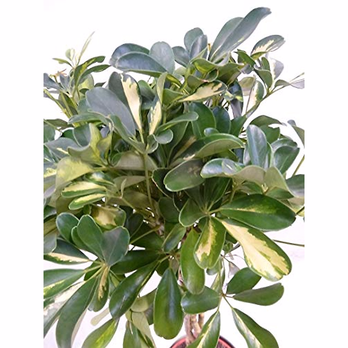 Umbrella Tree - 'Gold Capella' Live Braided Schefflera Arboricola - Florist Quality - Beautiful Indoor Tree - 3 Feet Tall