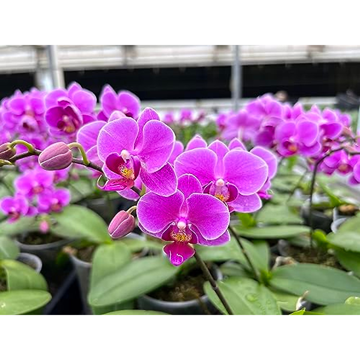 Nutricote. Timed Release Fertilizer. 18-6-8 180 Day. 2 Pounds. Orchids, Plants