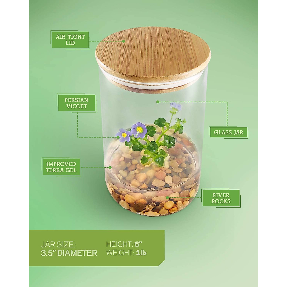 Bloomify Persian Violet (Exacum Affine) - Live Flower Terrarium in Self Sustaining Glass Jar, Maintenance Free and Blooms All-Season, Great Unique Gift and Home Decor, 100% Growth Guarantee