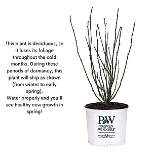 Proven Winner Chiffon Hibiscus, 2 Gal, Dark Lavender Flowers