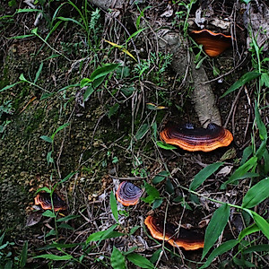 Generic Set of 5 Mushroom Shelf Wall Decor - Outdoor Wall Mounted Small Size Mushroom Rack for Reptile Shelf, Black, mgj-0324