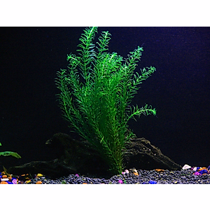 Pond Oxygenating Elodea Anacharis Bunch Plants - Imported and USDA Approved