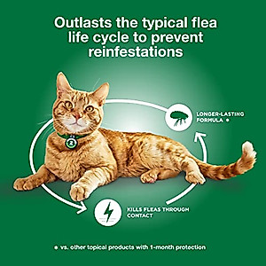 Advantage® XD NEW Flea Prevention & Treatment for Large Cats Over 9 lbs, 2 Topical Doses, 4-Month Coverage, Long Lasting