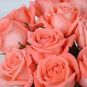 Bright Pink Rose Seedlings,Large Flowers Rose Hedging,Rose Bush,Living Tinged Rose Plant,Perennial Plant Root,Home Garden Yard Decor Blooms This Year,Easy Planting(1 Plant,No Pot Include)