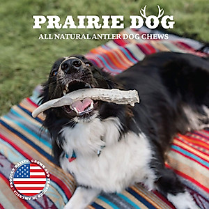 Prairie Dog Antlers | North American Split Moose Antler | MEDIUM | Naturally Shed | Hand Harvested | Nutrient Rich | 6-7.5 inches long