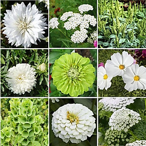 Green with Envy Flower Seed Mix - 5 Pounds - Green/White Wildflower Seeds, Attracts Bees, Attracts Butterflies, Attracts Hummingbirds, Attracts Pollinators, Easy to Grow & Maintain, Container Garden