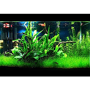 Java Fern – Mature, Healthy, Super Easy Live Aquarium Plant 5-6 in. Great for Betta Guppy Cherry Shrimp! by Aquatic Discounts. BUY2GET1FREE!