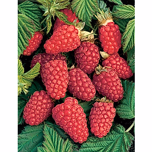 Loganberry Plant Live from 6 to 10 Inc Height, Berry Fruits Planting Ornaments Perennial Garden Simple to Grow Pots