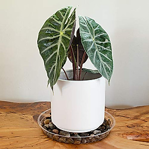 Clear Plant Saucers - 12 Inch - Excellent For Indoor & Outdoor Plants (5 Pack)