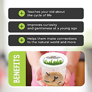 Live Butterfly Growing Complete Kit - Includes 5 Live Caterpillars - All-in-One Set with Net Cage, Food, and Rearing Supplies - Book Bundle