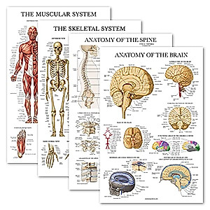 Palace Learning 4 Pack - Anatomical Poster Set - Laminated - Muscular, Skeletal, Anatomy of the Spine, Brain - Anatomy Chart Set (LAMINATED, 18” x 24”)