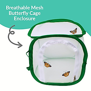 Clearwater Butterfly Live Painted Lady Butterflies - Butterfly Growing Kit with Live Caterpillars - Mesh Cage Included - Butterfly Habitat - 10 Live Caterpillars to Butterflies - Live Butterfly Kit