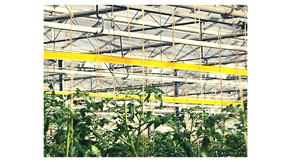 Giant Yellow Sticky Traps - Effective Pest Control for Indoor & Outdoor ...