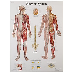 3B Scientific VR1620UU Glossy Paper Nervous System Anatomical Chart, Poster Size 20" Width x 26" Height