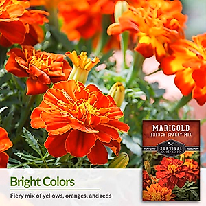 Survival Garden Seeds - French Sparky Marigold Seed for Planting - 3 Packs with Instructions to Plant and Grow Large Tagetes Patula Flowers in Your Home Vegetable Garden - Non-GMO Heirloom Variety