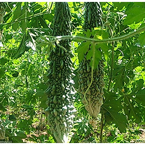 Bitter Gourd Seeds,Japanese Long (Asian vegetable) Harvested young at 10-13" !(25 Seeds)