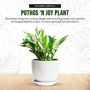 California Tropicals Pothos 'N Joy - 4" Live Plant - Variegated White and Green Leaves - Easy to Care for - Perfect for Indoor and Outdoor Home Decor, Office, and Gift - Pot Included