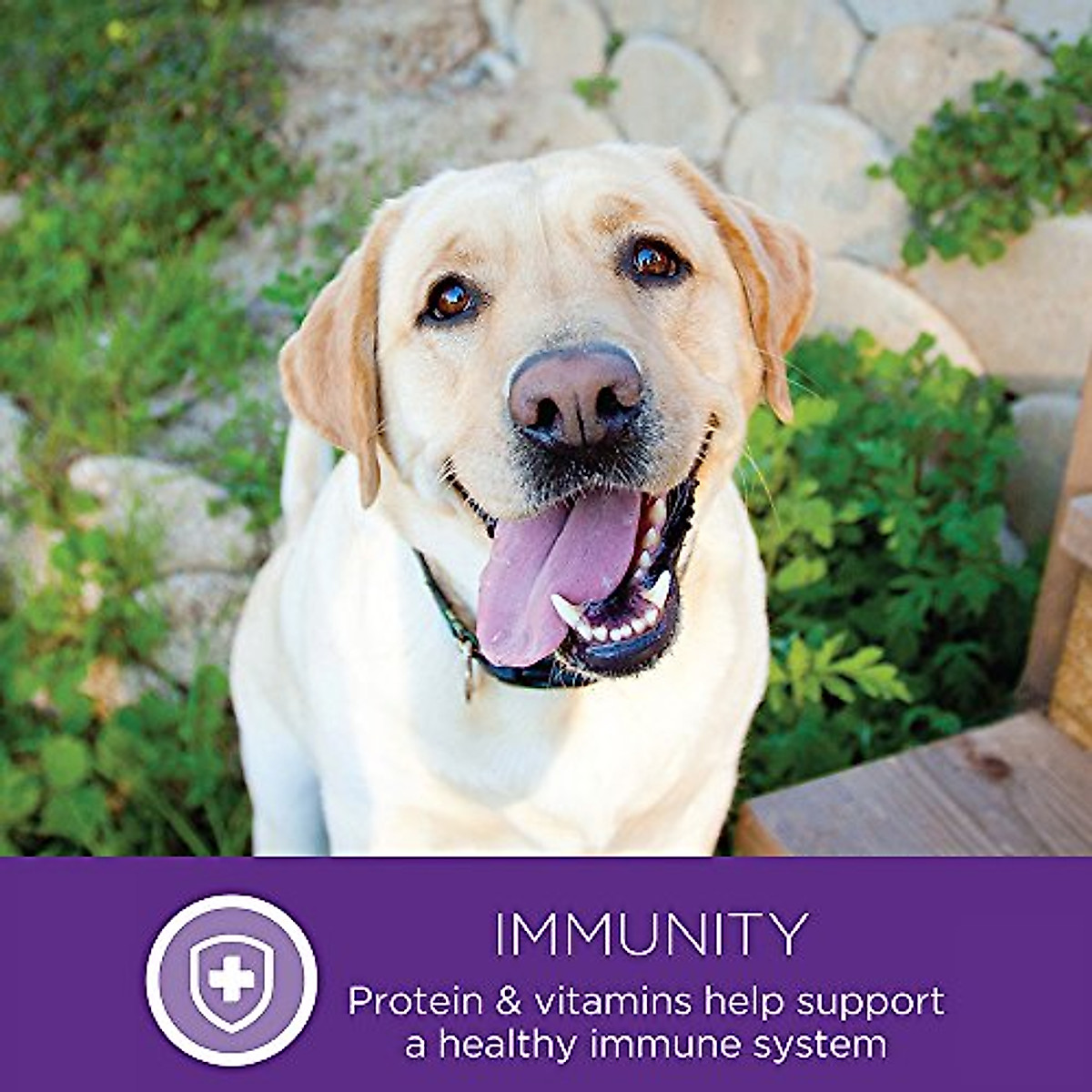 Wellness Complete Health Large Breed Dry Dog Puppy Food with Grains, Natural Ingredients, Made in USA with Real Meat (Puppy, Chicken, Salmon & Rice, 30-Pound Bag)