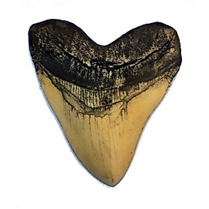Megalodon Giant Shark Tooth (White)