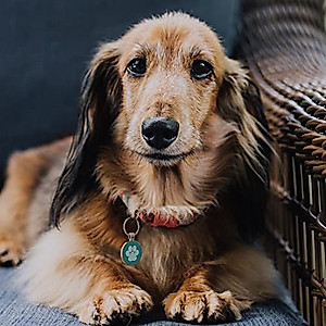 MYLUCKYTAG QR Code Pet ID Tags Dog Tags - Pet Online Profile - Scan QR Receive Instant Pet Location Alert Email