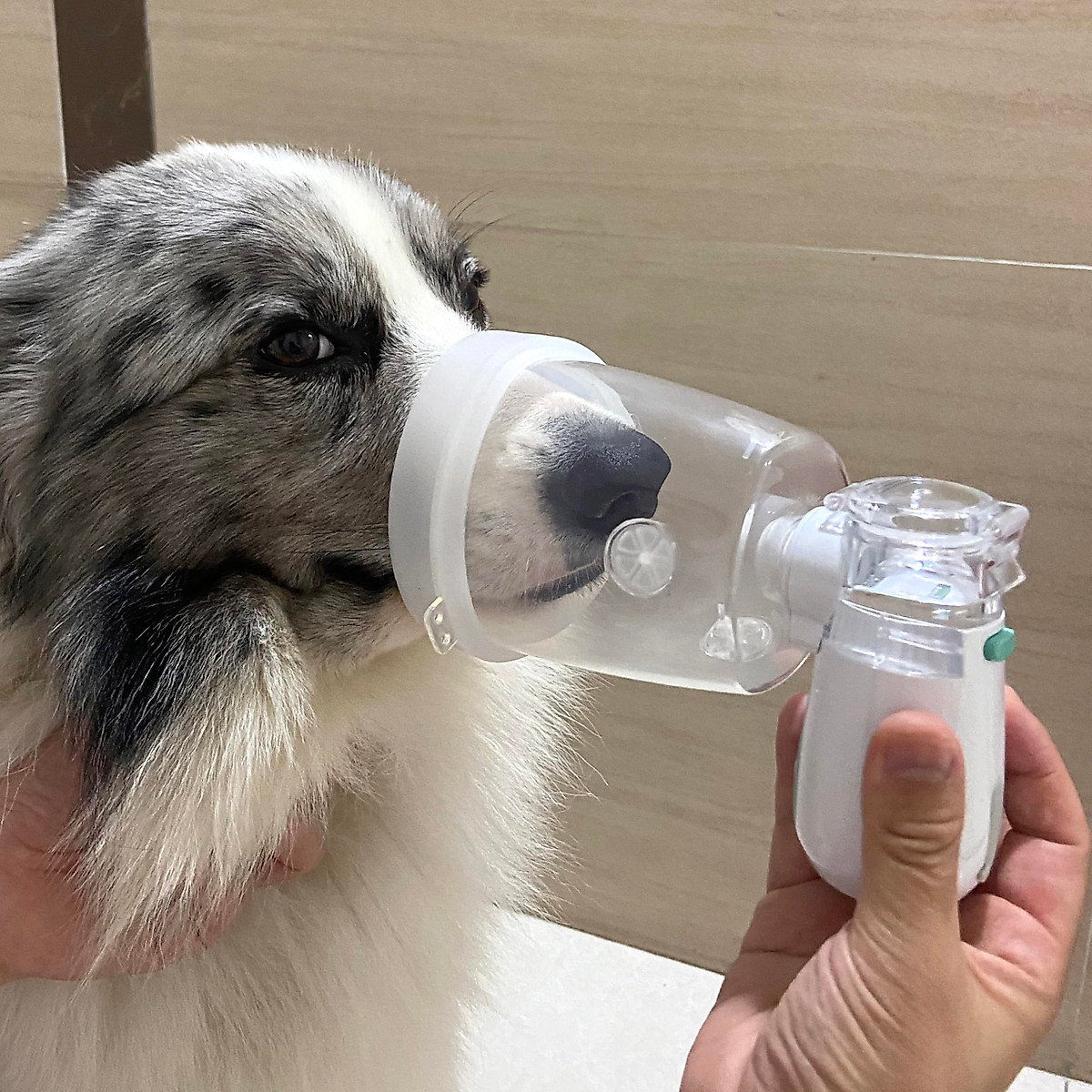 ICARE-PET Pet Low Noise Nebulizer for Cats and Dogs (Medium - Dogs)