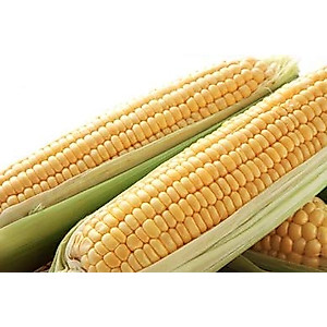 Golden Jubilee Yellow Sweet Corn Seeds for Planting, 30+ Seeds Per Packet, (Isla's Garden Seeds), Non GMO & Heirloom Seeds, Botanical Name: Corn Zea mays, Great Home Garden Gift