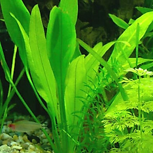 Mainam 2 Different Anubias Nana Amazon Sword Tropical Freshwater Live Aquarium Plant Decorations 3 Days BUY2GET1FREE