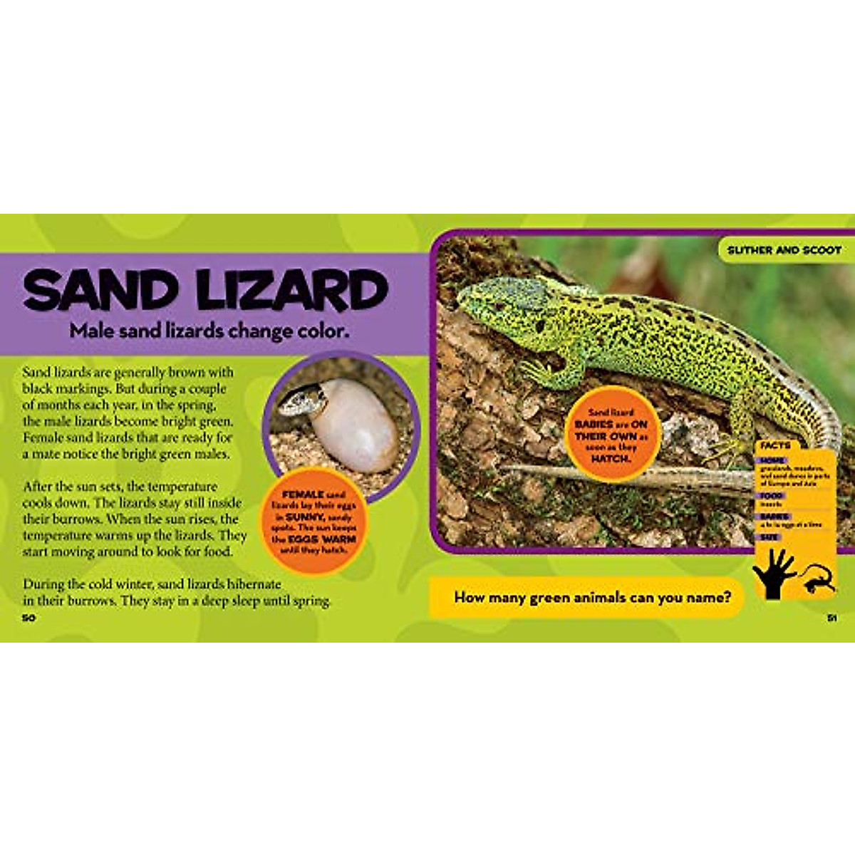 National Geographic Little Kids First Big Book of Reptiles and Amphibians (National Geographic Little Kids First Big Books)