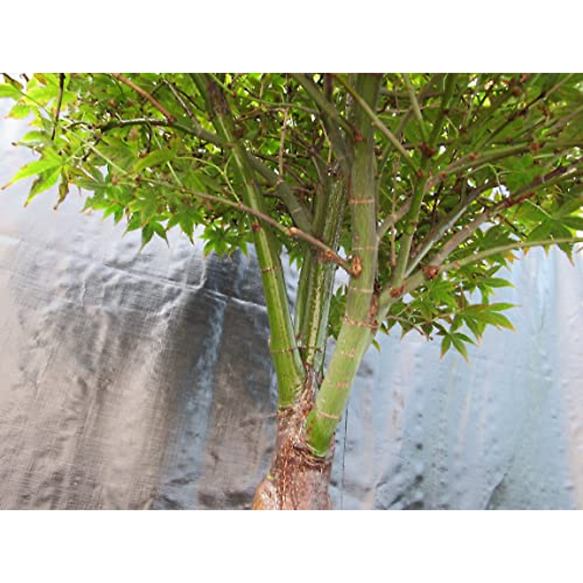 51 Year Old Rhode Island Red Japanese Maple Bonsai Tree