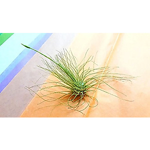 The Drunken Gnome AIR Plants – FUCSHII – 5 Pack - air Purifying Flowering Tillandsia for Terrarium, Fairy Garden Starter kit, Home Office, Indoor Outdoor, Corporate Gift (5 Pack)