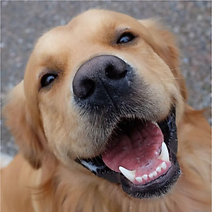 Pawtitas Nose Balm for Dogs for Moisturizers Dry, Chapped, Cracked, and Crusty Dog Noses Providing a Layer of Protection on Your Dog Snout Manufactured with Certified Organic Ingredients 0.15 OZ